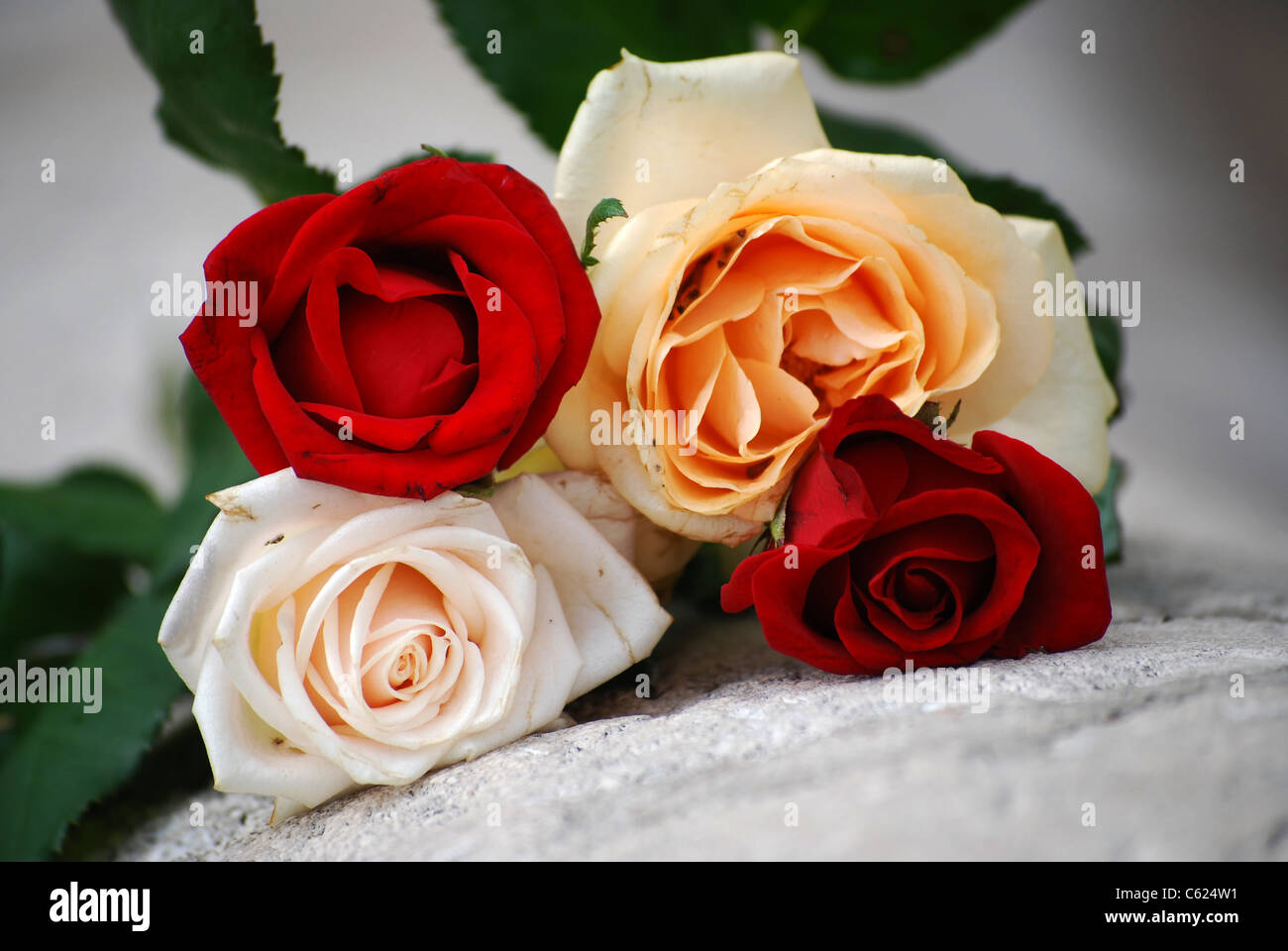 Group of colored roses Stock Photo - Alamy