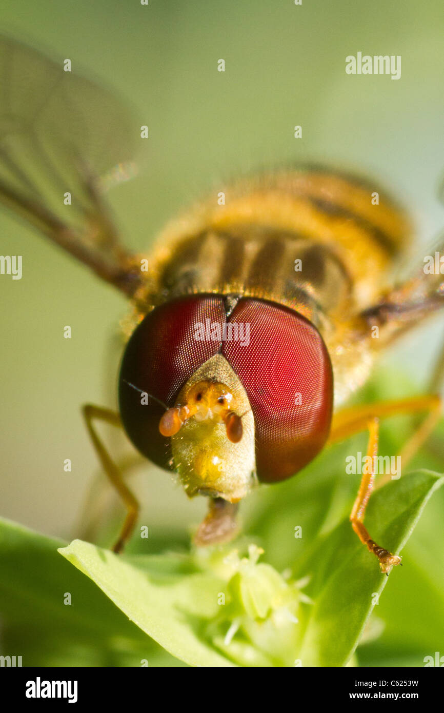 Hoverfly compound eyes hi-res stock photography and images - Alamy