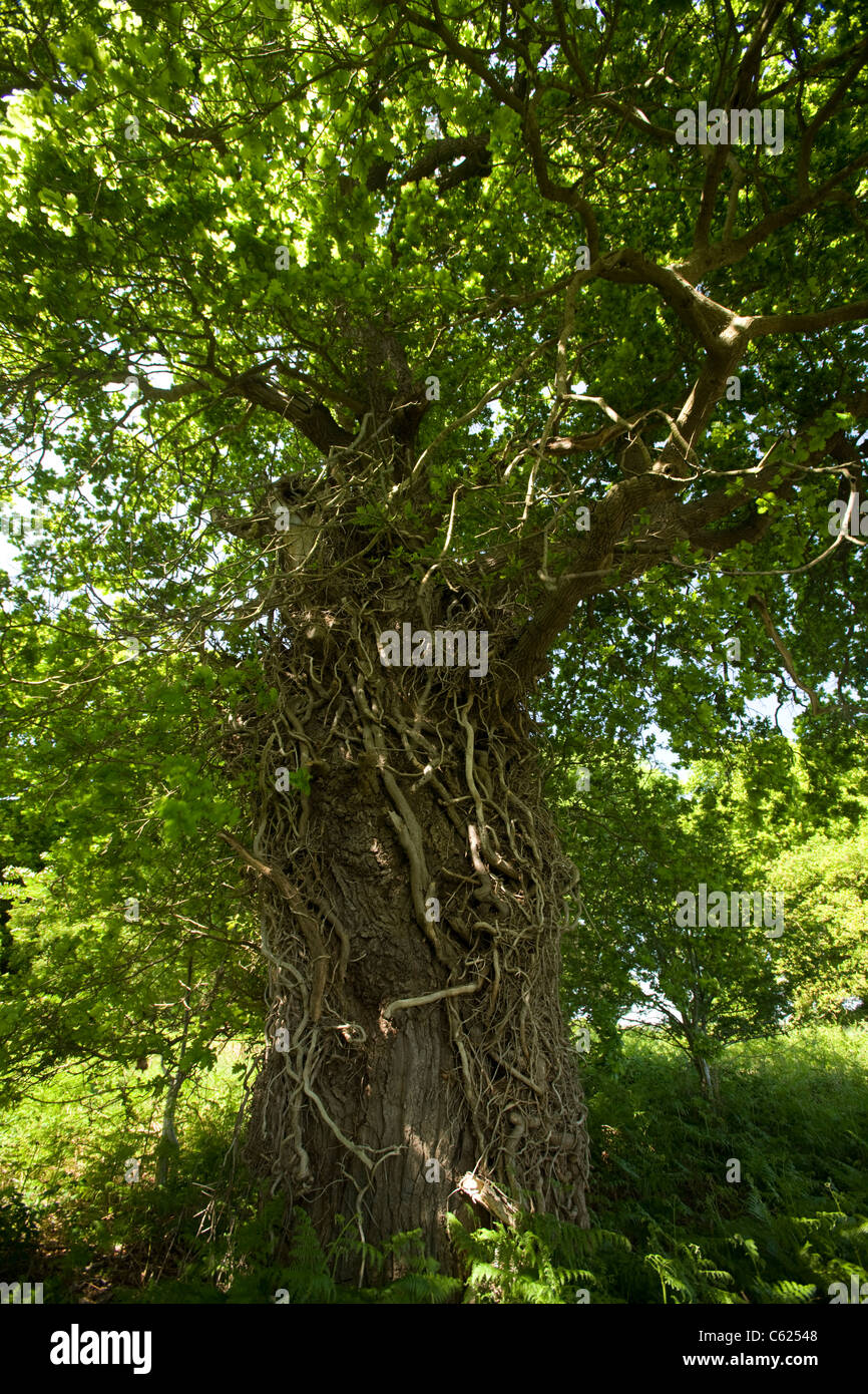 Thick Ancient Oak Tree, Norfolk, UK Stock Photo - Alamy