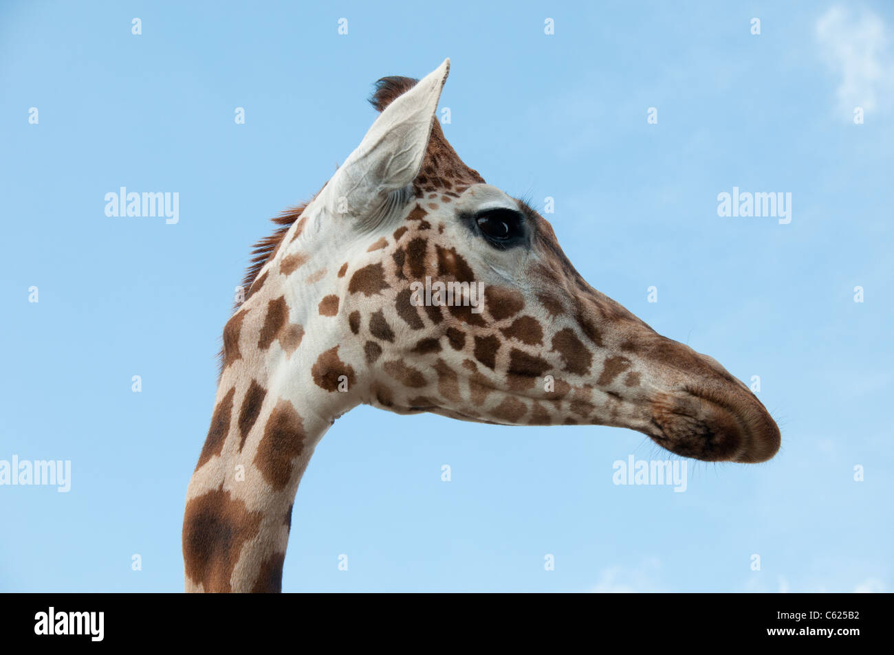 giraffe head shot Stock Photo - Alamy