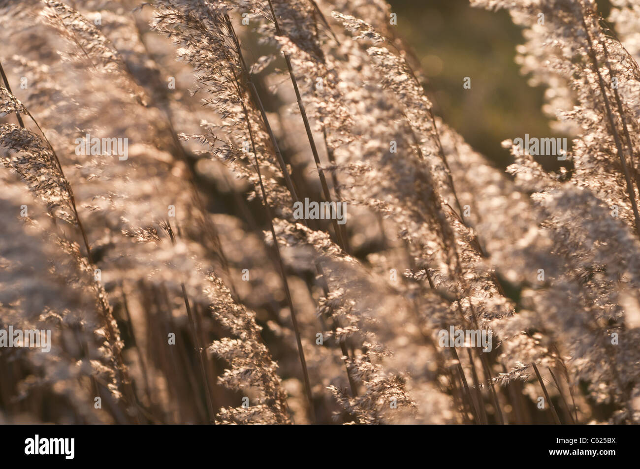 Norfolk Reed High Resolution Stock Photography and Images - Alamy