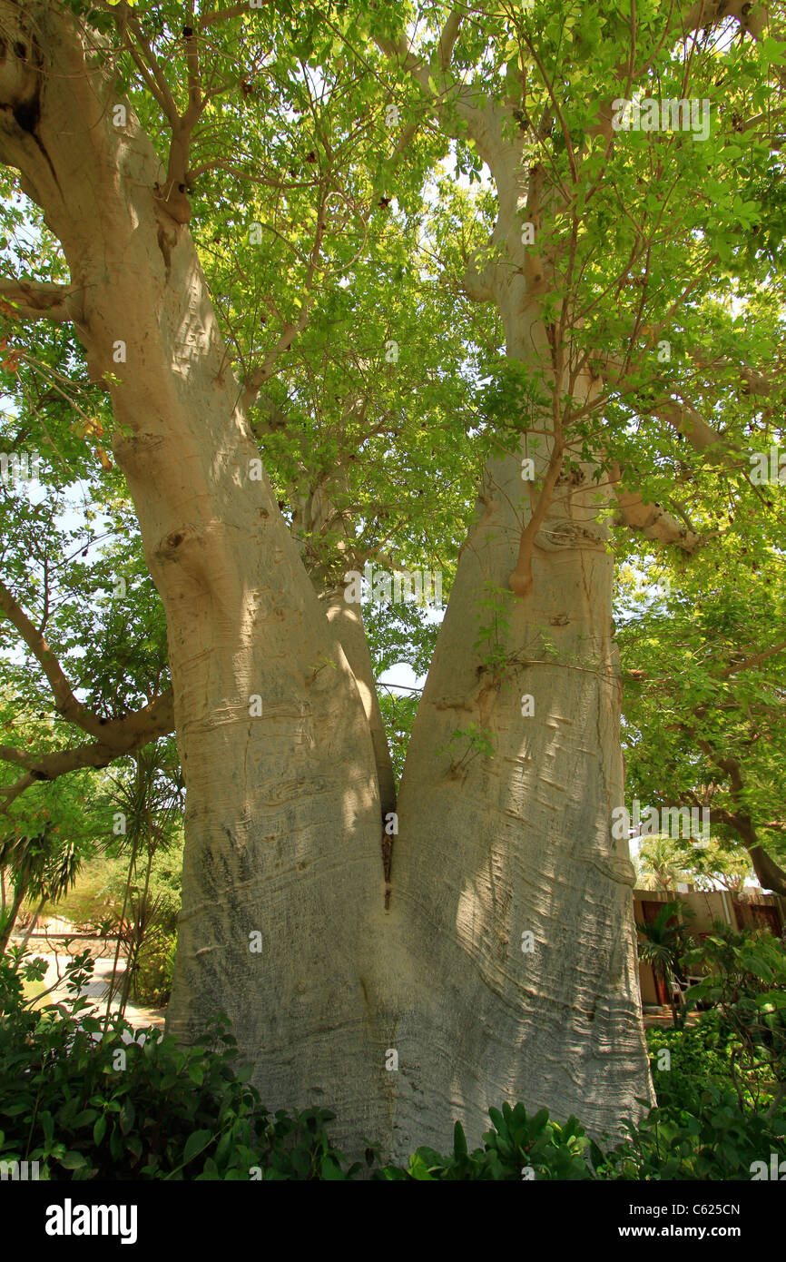 Israel, Dead Sea valley, Baobab tree in Kibbutz Ein Gedi Stock Photo ...
