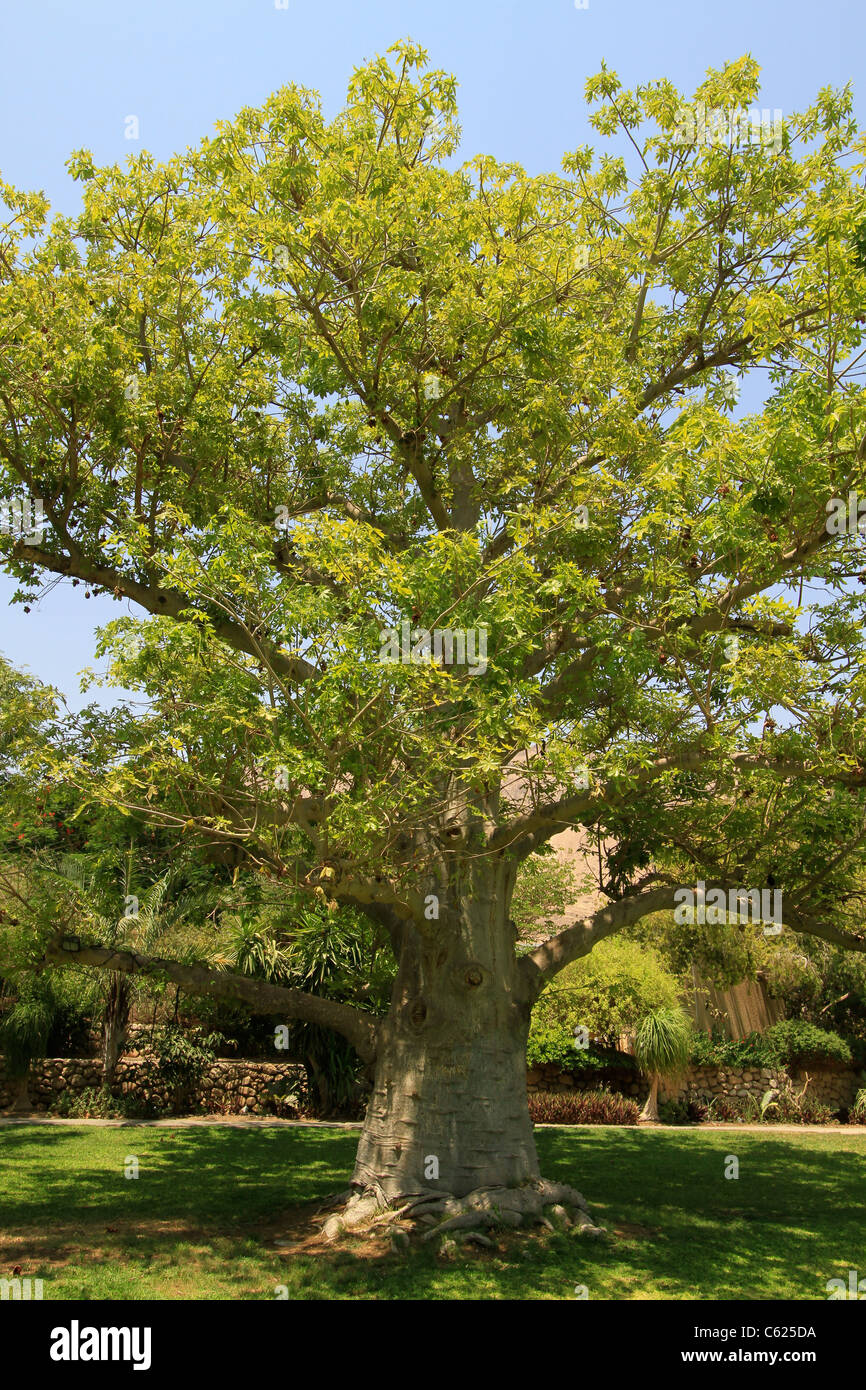 Israel, Dead Sea valley, Baobab tree in Kibbutz Ein Gedi Stock Photo ...