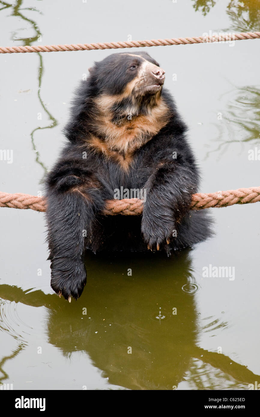 Spectacled (Andean) bear Stock Photo - Alamy