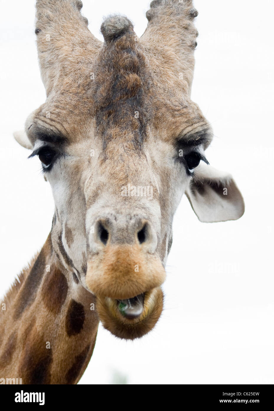 head shot of a giraffe Stock Photo - Alamy