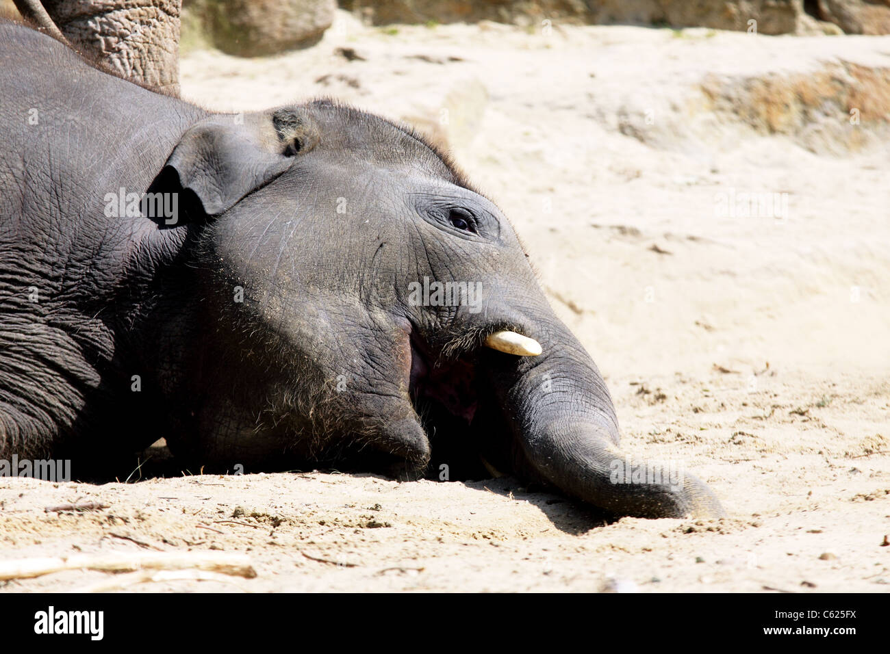 tired elephant lying on the ground Stock Photo - Alamy