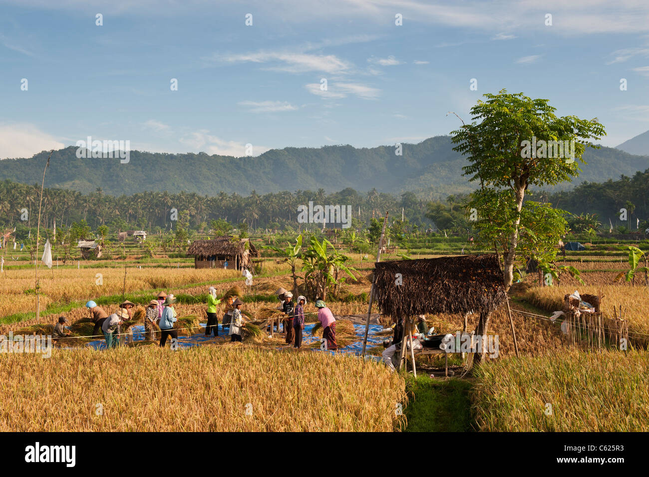 Workers in the Rice Paddy Fields of Bali, Indonesia Stock Photo - Alamy
