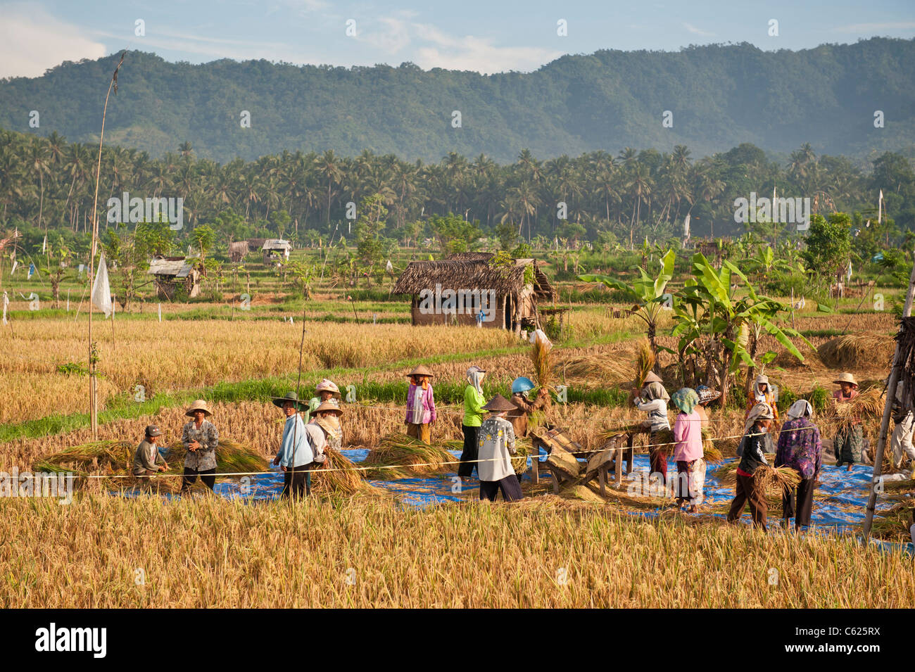 Workers in the Rice Paddy Fields of Bali, Indonesia Stock Photo - Alamy