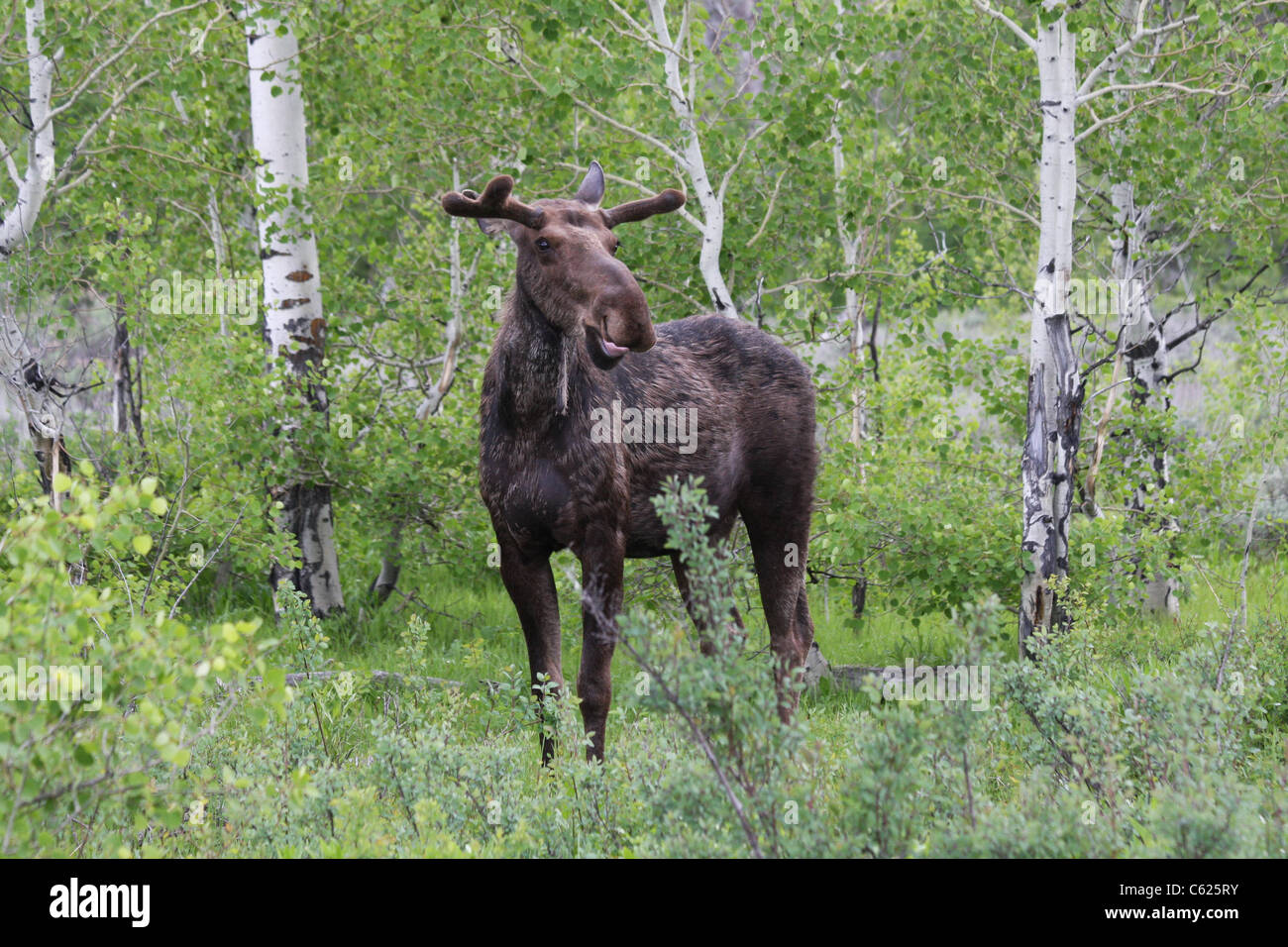 Moose Smile High Resolution Stock Photography and Images - Alamy