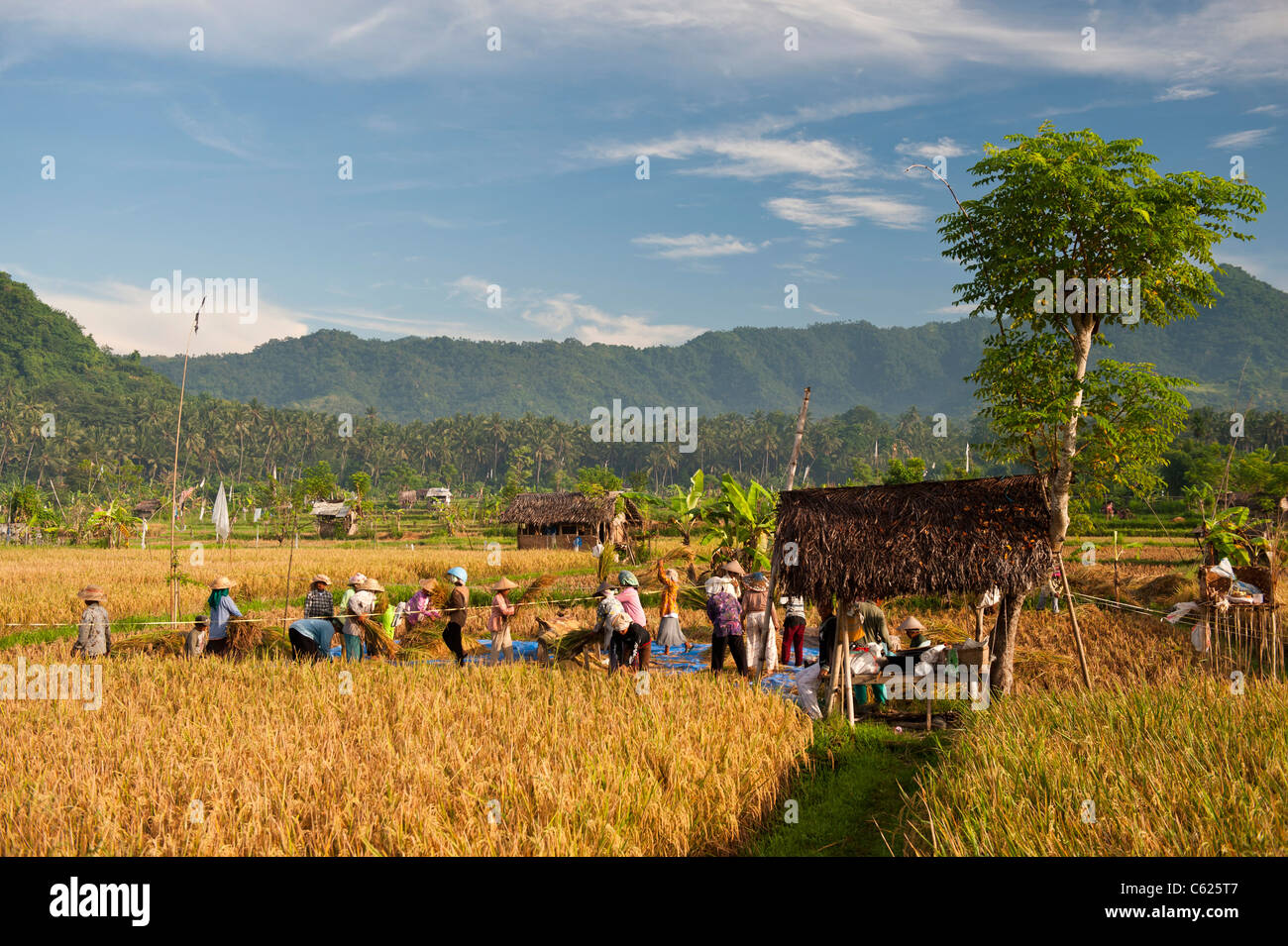 Bali rice workers hi-res stock photography and images - Alamy