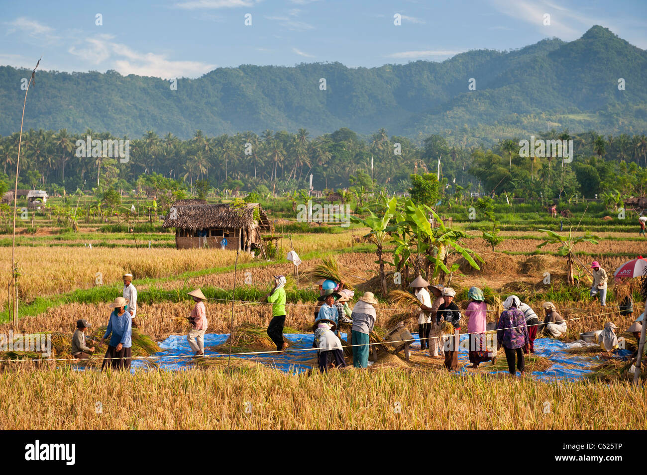 Workers in the Rice Paddy Fields of Bali, Indonesia Stock Photo - Alamy