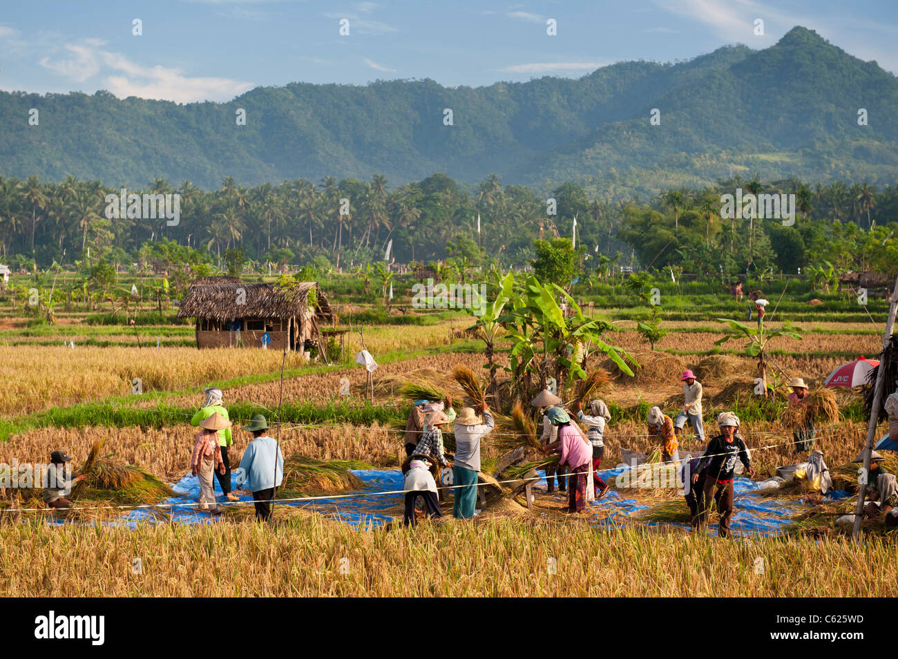 Workers in the Rice Paddy Fields of Bali, Indonesia Stock Photo - Alamy