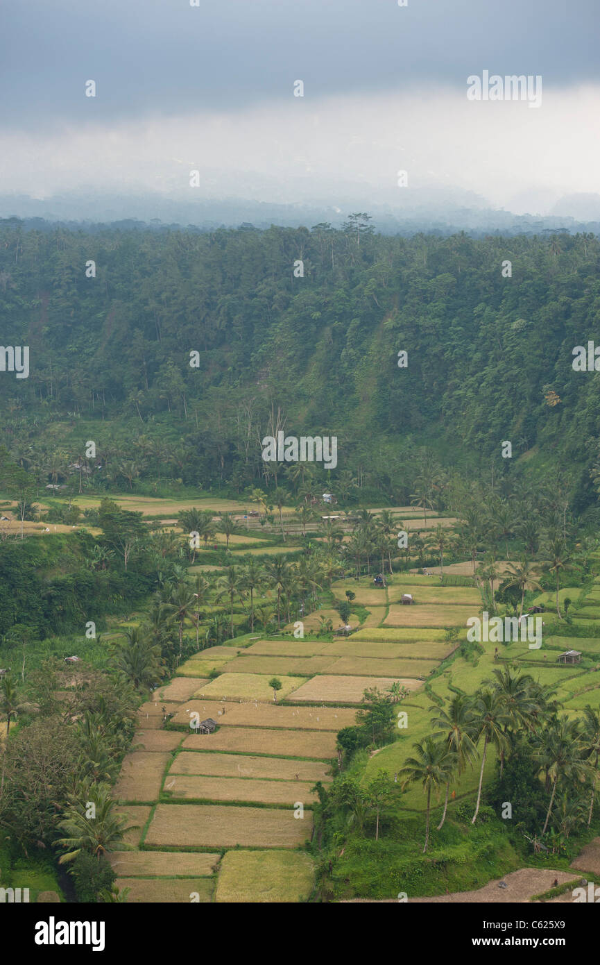 Rice Paddy Fields of Bali, Indonesia Stock Photo - Alamy