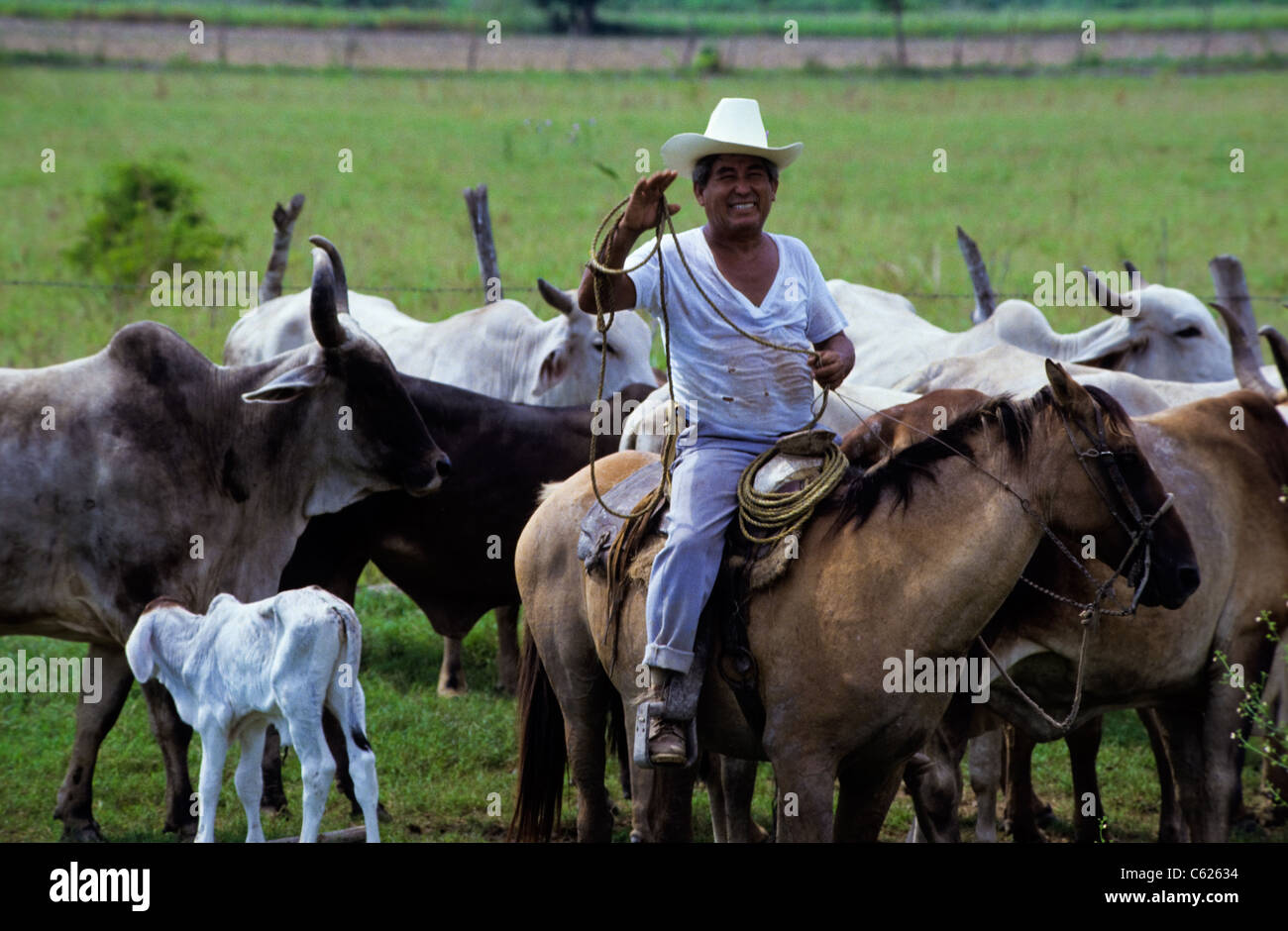 Mexican cowboy cattle hi-res stock photography and images - Alamy