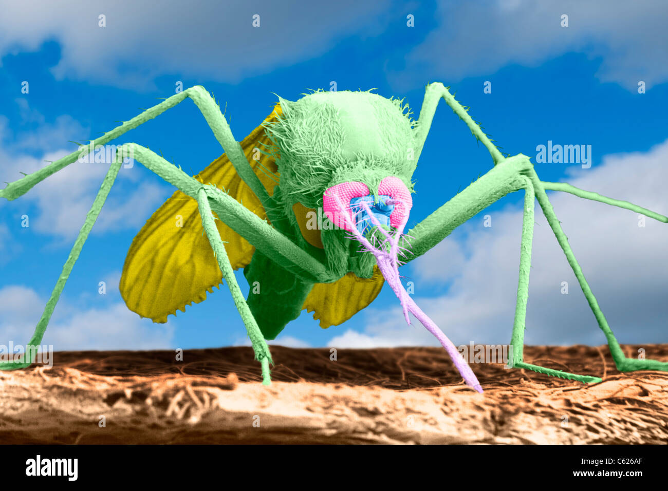 Close-up of a Mosquito imaged with a Scanning Electron Microscope (SEM ...