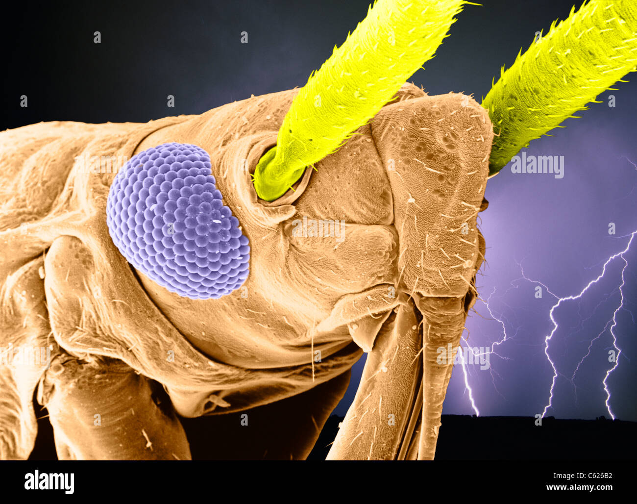 Electron Microscope Color