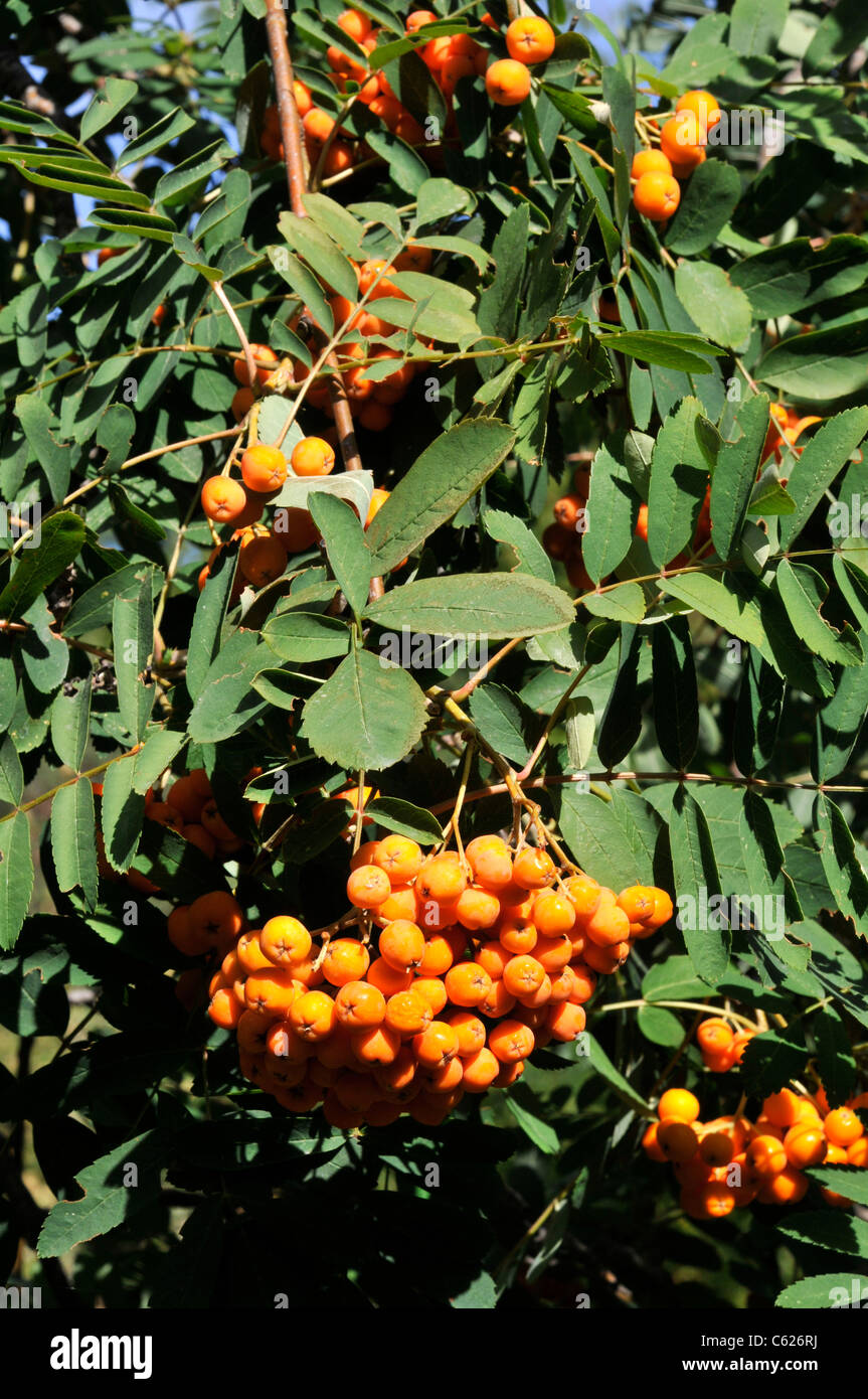 Sorbus aucuparia, fruits Stock Photo - Alamy