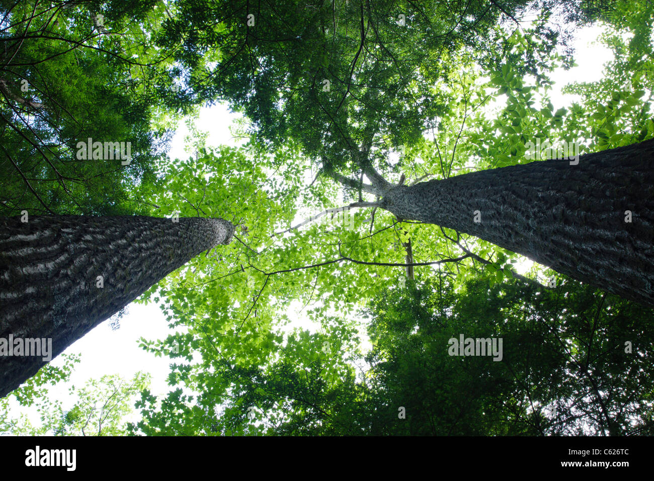 Canopy of mature northern red oak trees in a hemlock - oak- northern ...