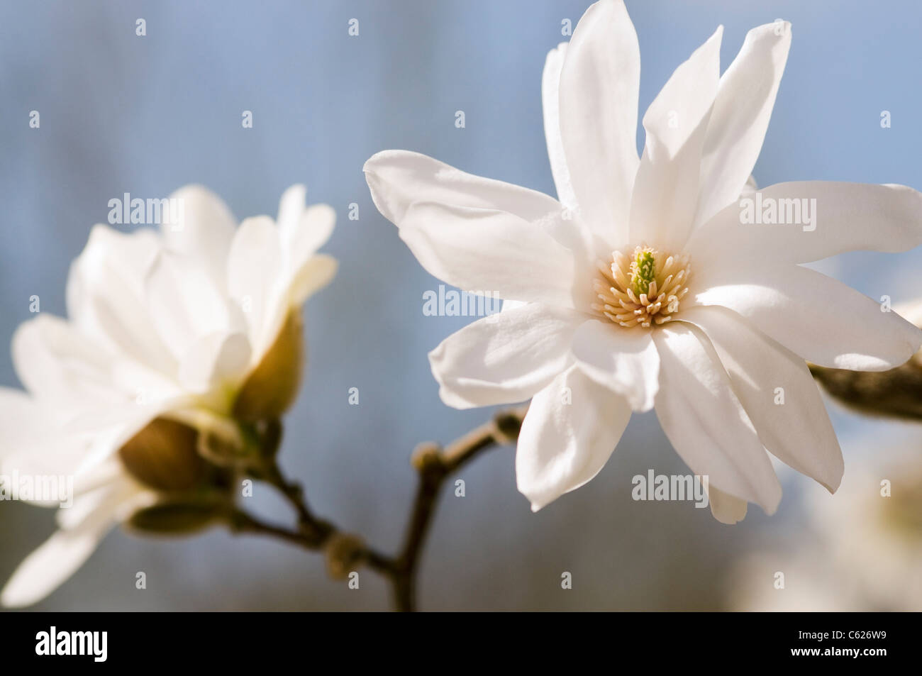 MAGNOLIA STELLATA SCENTED SILVER Stock Photo - Alamy