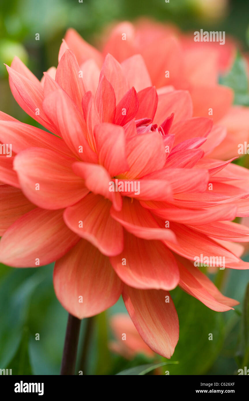 Sheps hi-res stock photography and images - Alamy