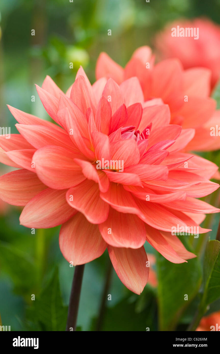 Sheps High Resolution Stock Photography and Images - Alamy