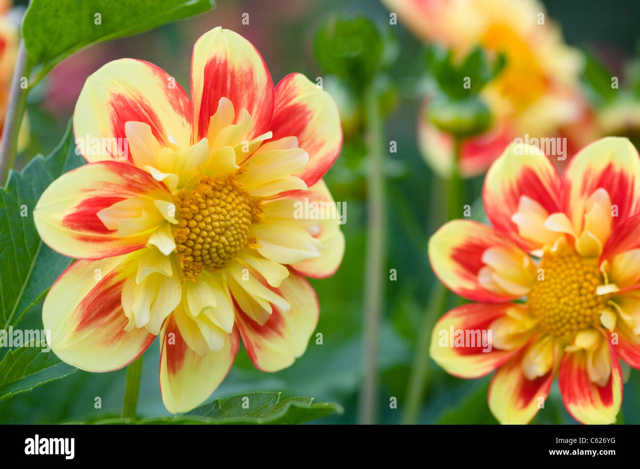 DAHLIA POOH SWAN ISLAND Stock Photo - Alamy