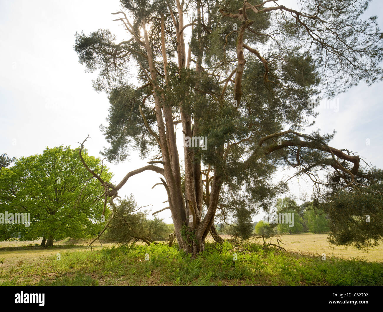 Thetford forest breckland hi-res stock photography and images - Alamy