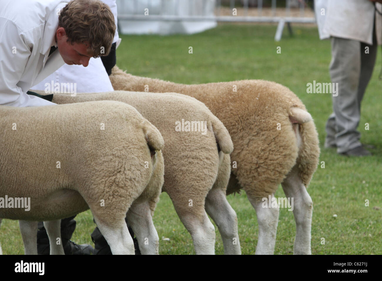 Sheep backside hi-res stock photography and images - Alamy