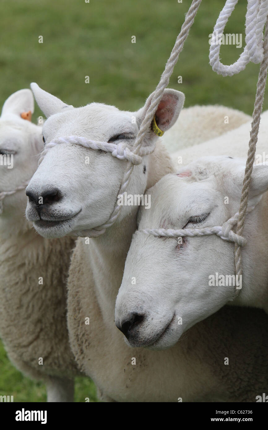 Haulter hi-res stock photography and images - Alamy