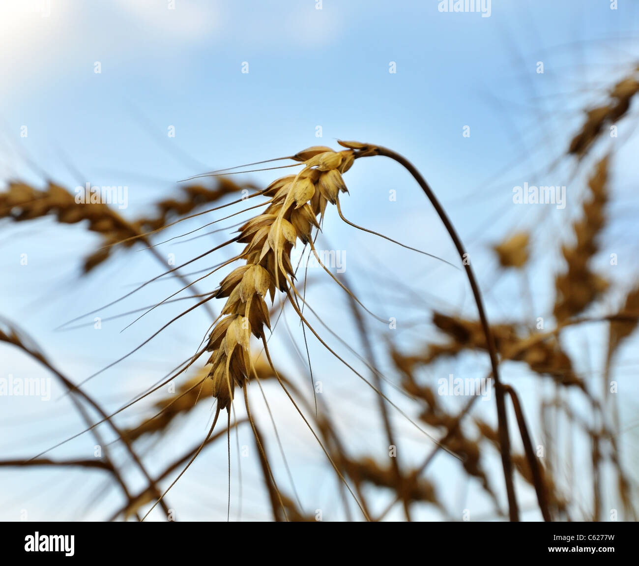 Blue sky and yellow wheat hi-res stock photography and images - Alamy