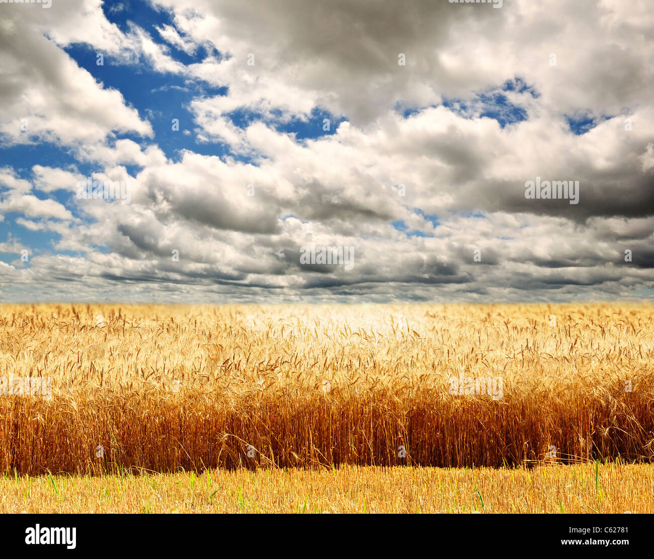 Wheat field and blue sky with clouds Stock Photo - Alamy