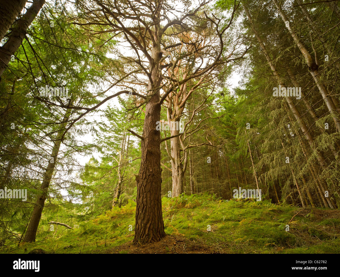 Remnant forest hi-res stock photography and images - Alamy