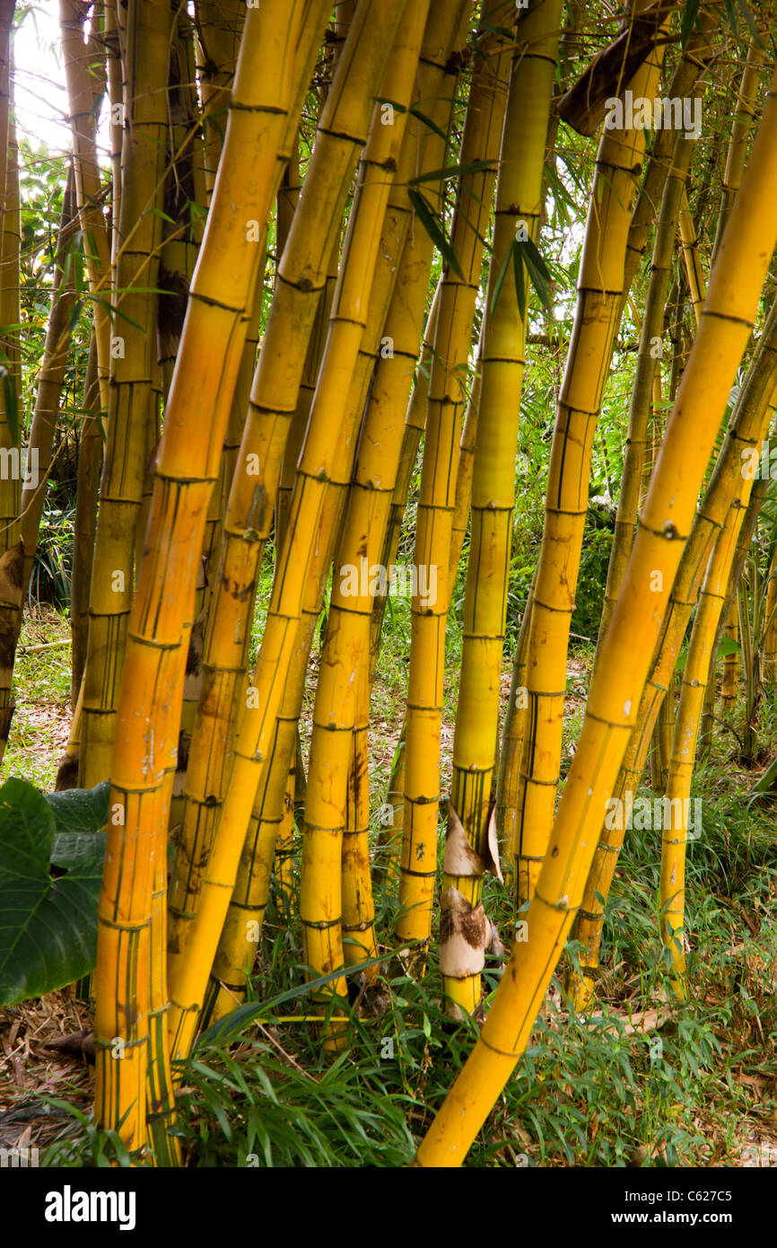 Bamboo yellow plants hi-res stock photography and images - Alamy