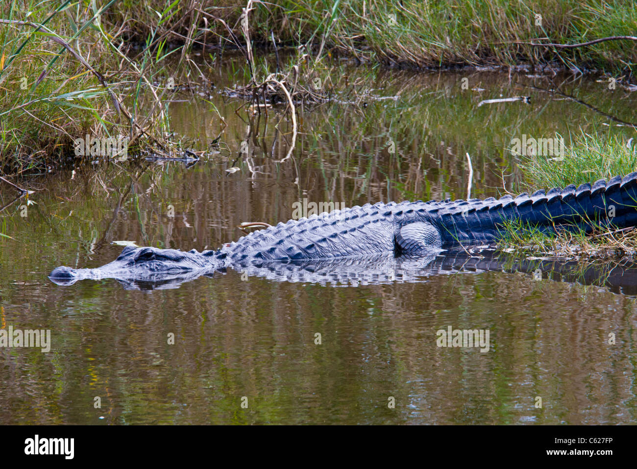 Alligator habitat preservation hi-res stock photography and images - Alamy