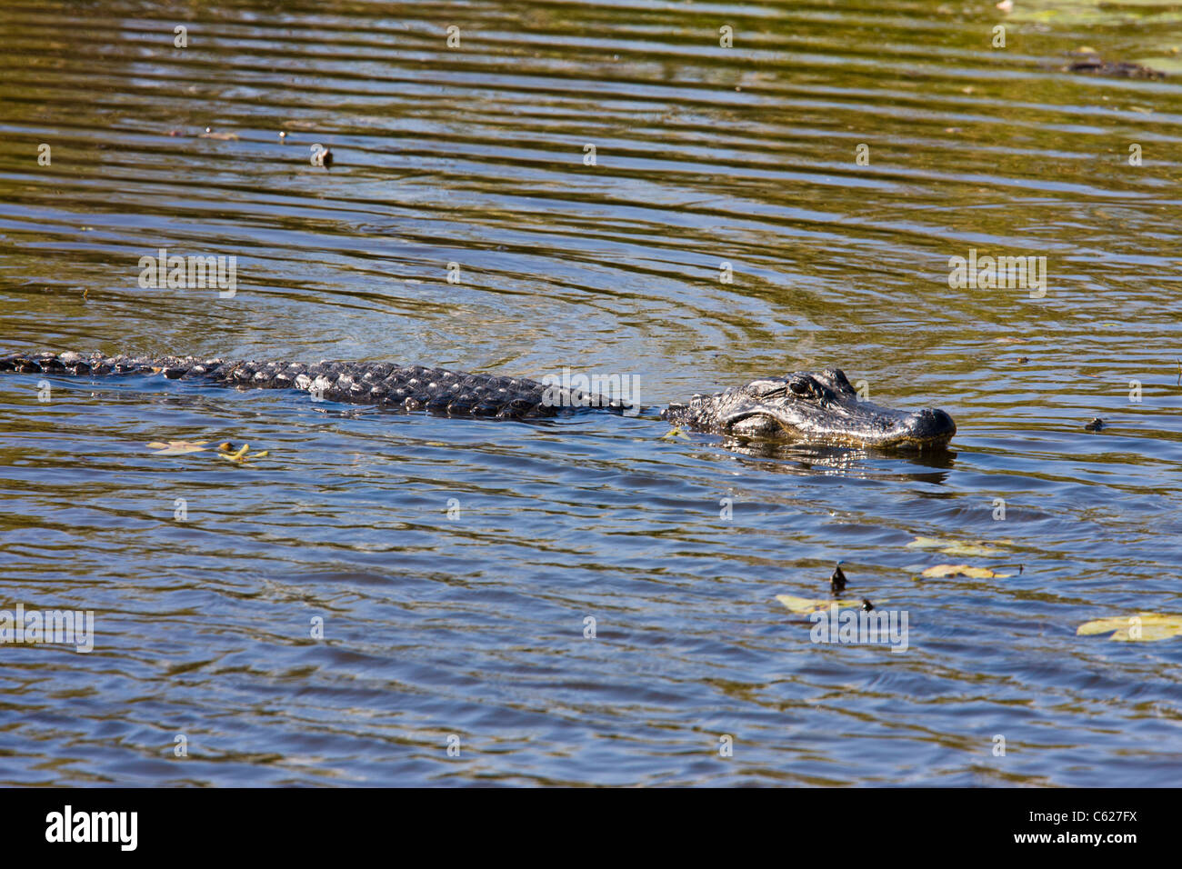 Alligator habitat preservation hi-res stock photography and images - Alamy