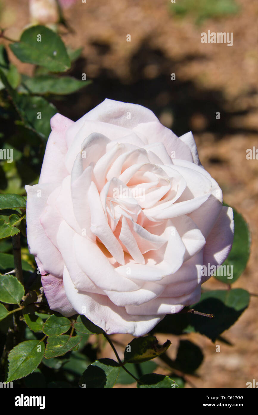 Madame antoine mari cultivar hi-res stock photography and images - Alamy