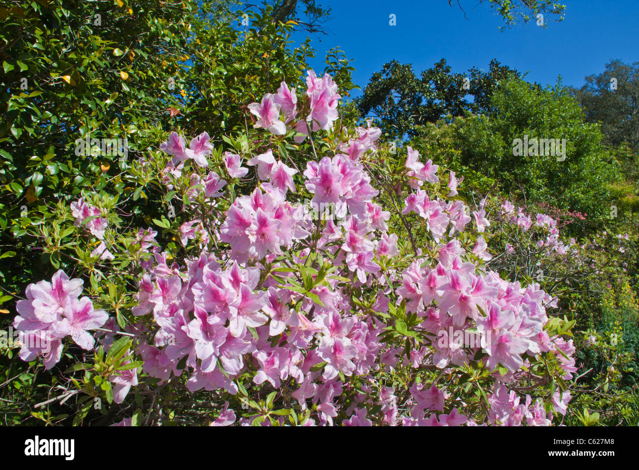 Alabama garden hi-res stock photography and images - Alamy