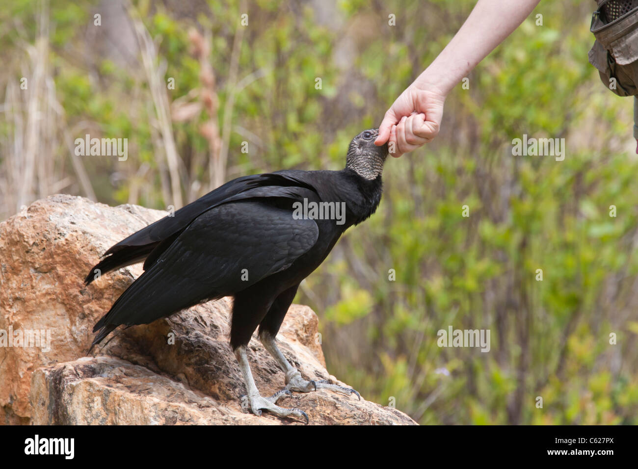 Black Vulture, Coragyps atratus, in rehabilitation education program at ...