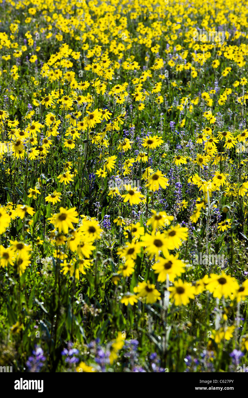 Snodgrass mountain hi-res stock photography and images - Alamy