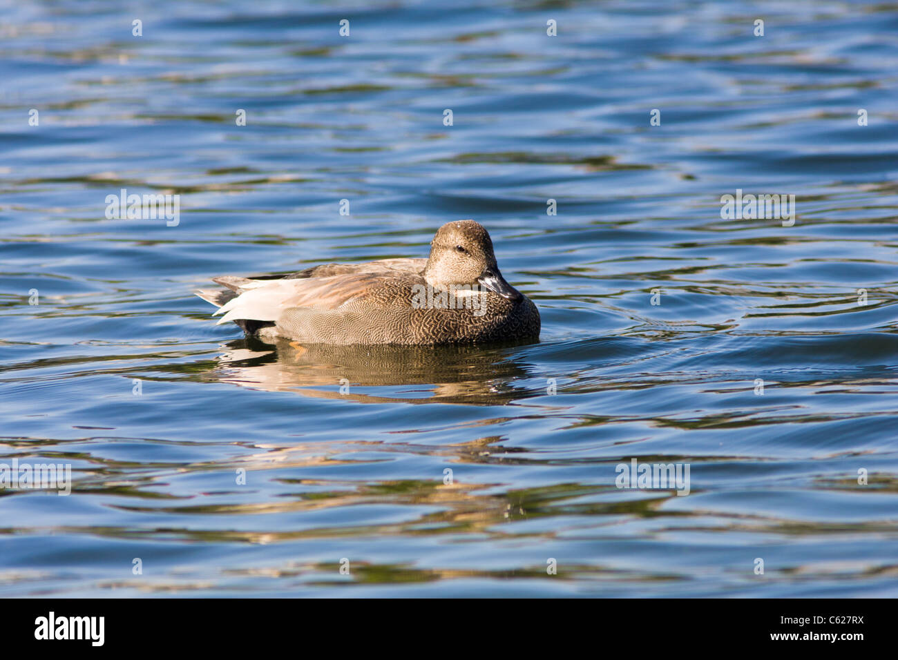 Blue-winged Teal Duck, Anas discors, (female) at Hermann Park Lake ...