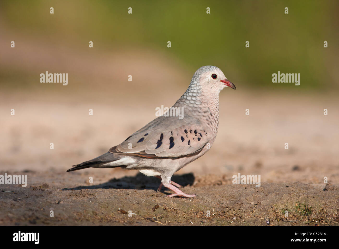 Smallest dove hi-res stock photography and images - Alamy