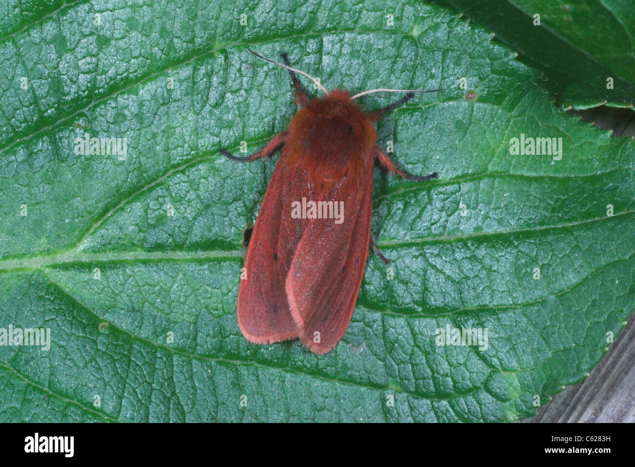 Ruby Tiger moth on leaf. Somerset. UK Stock Photo - Alamy