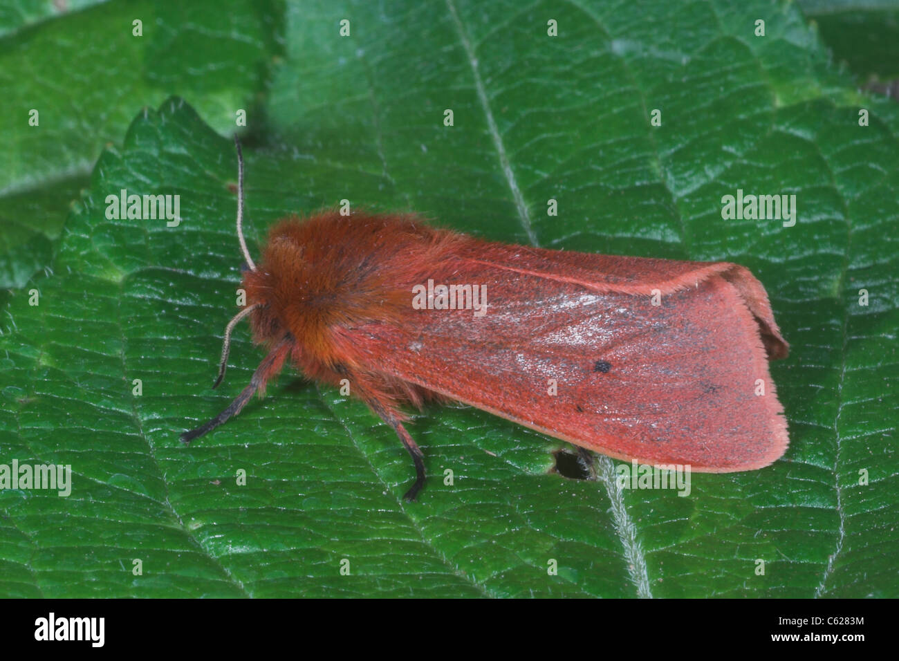 Ruby Tiger moth on leaf. Somerset. UK Stock Photo - Alamy