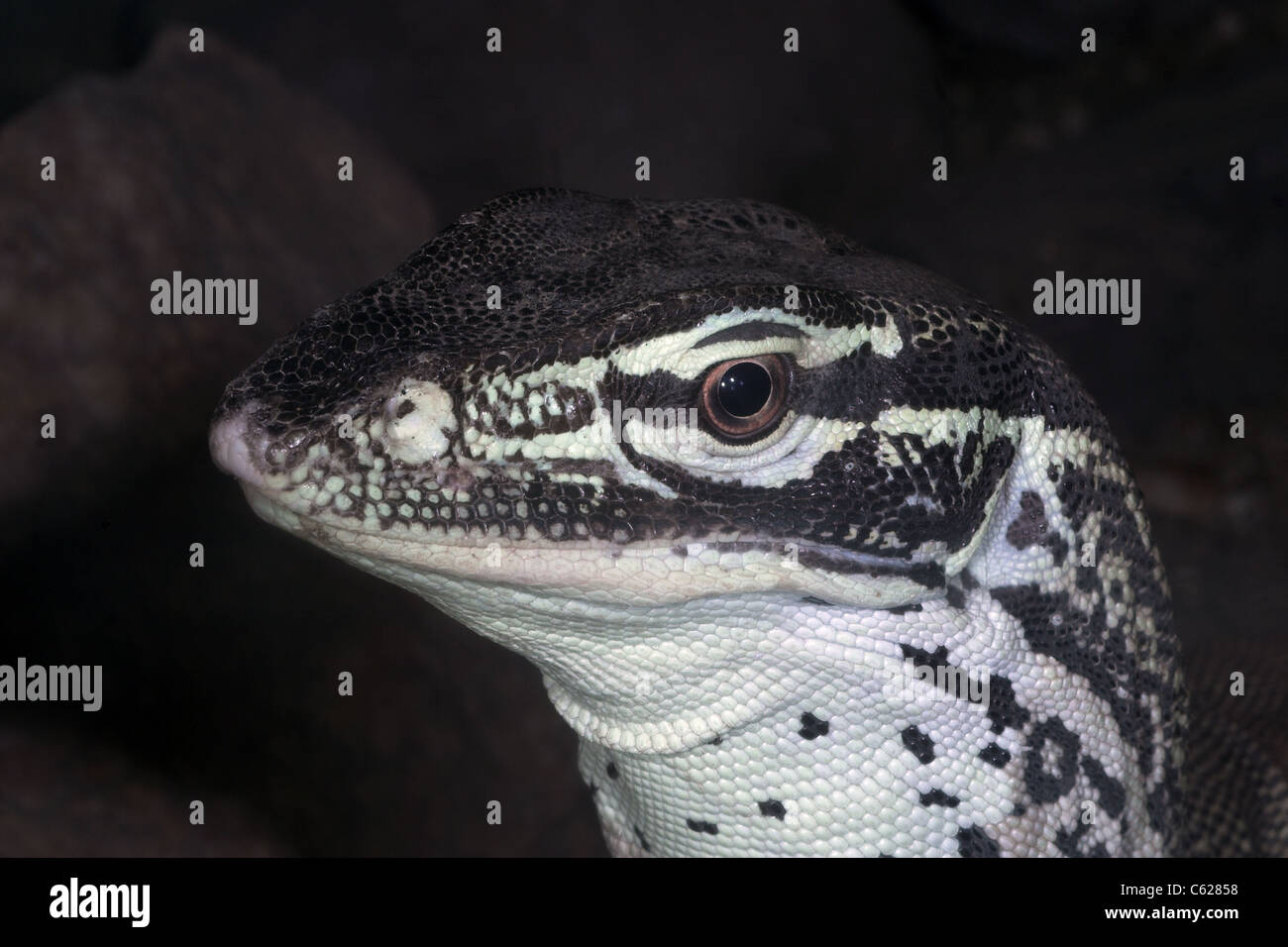 Large lizard hi-res stock photography and images - Alamy