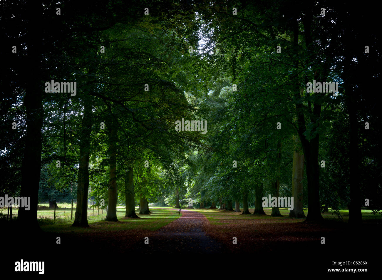 An image of trees taken at a local park Stock Photo - Alamy