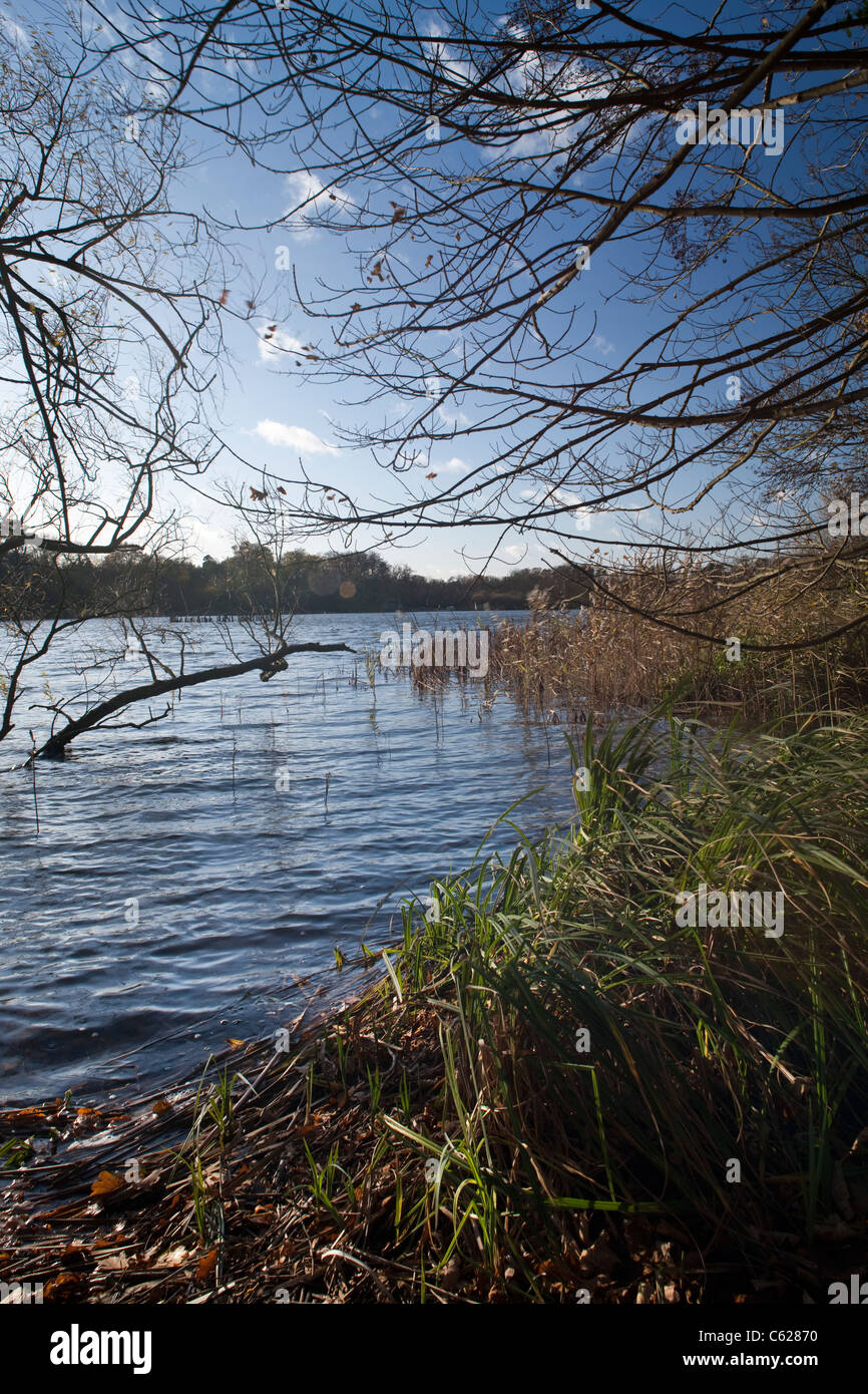 South Walsham Broad, Norfolk, UK Stock Photo - Alamy