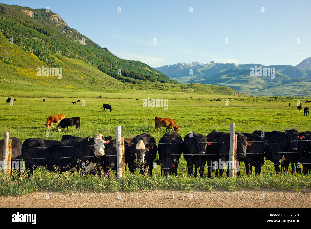 Hereford cattle on Cold Spring Ranch near Crested Butte, Colorado, USA ...