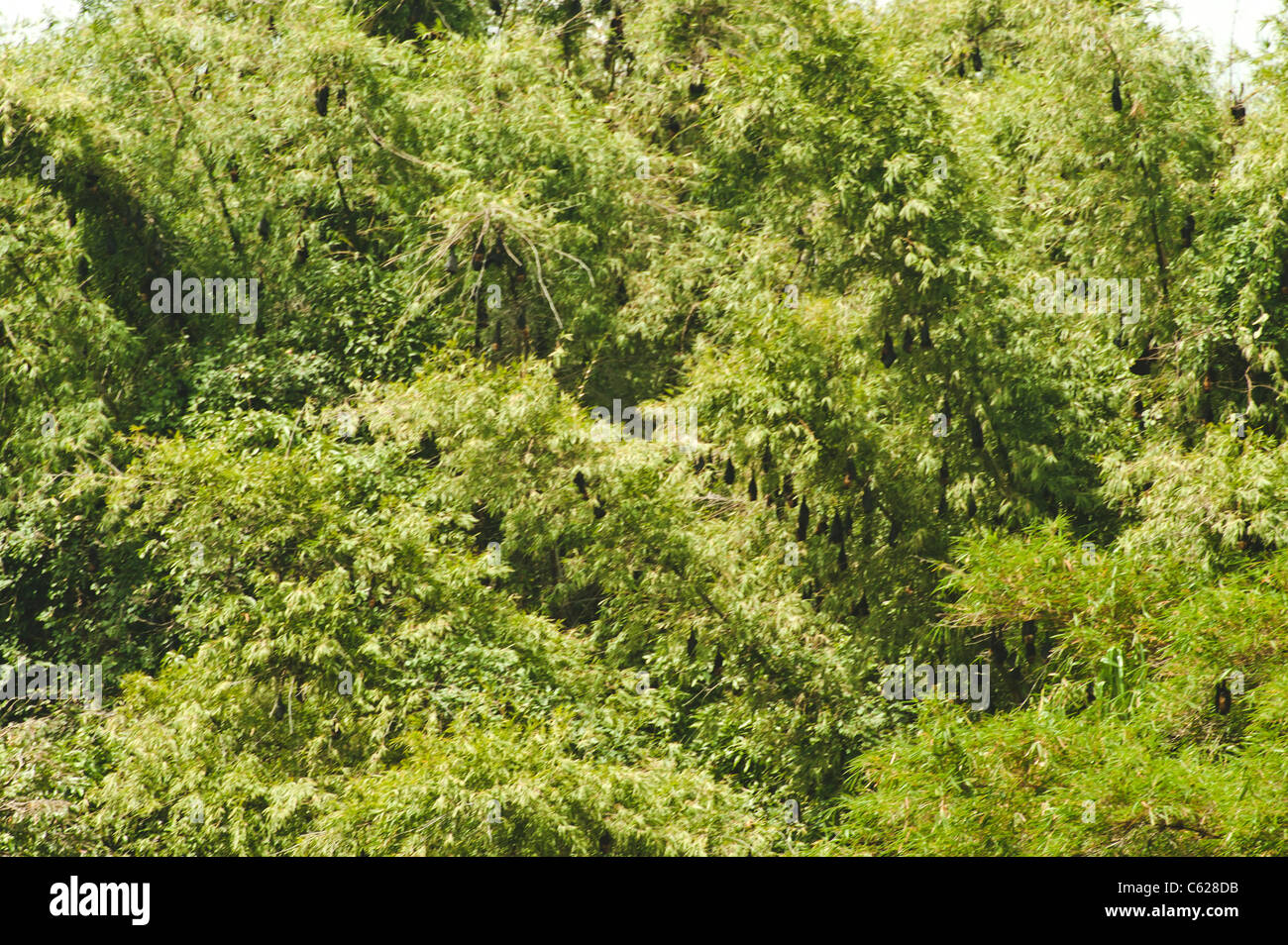Thousands of bats hi-res stock photography and images - Alamy