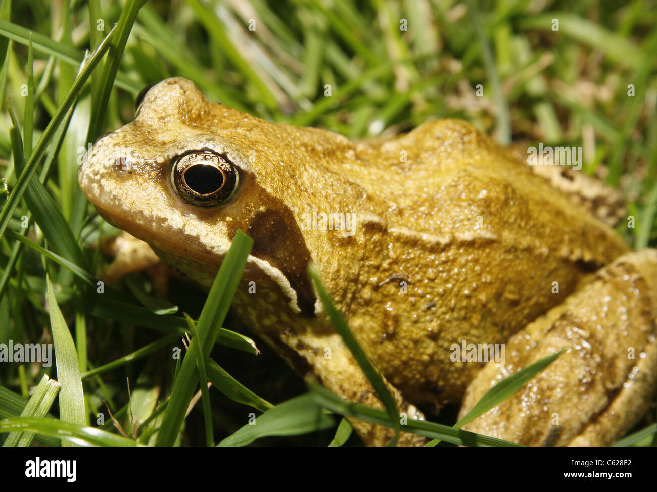common frog sat in grass Rana temporaria Stock Photo - Alamy