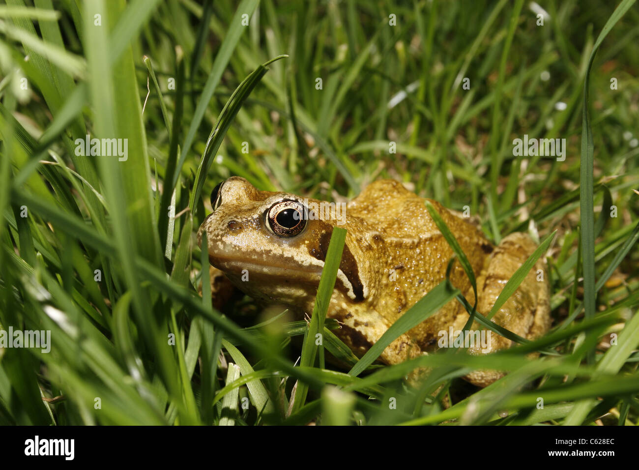 common frog sat in grass Rana temporaria Stock Photo - Alamy